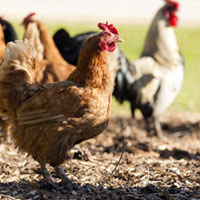 Welcome - Schefter Poultry Processing